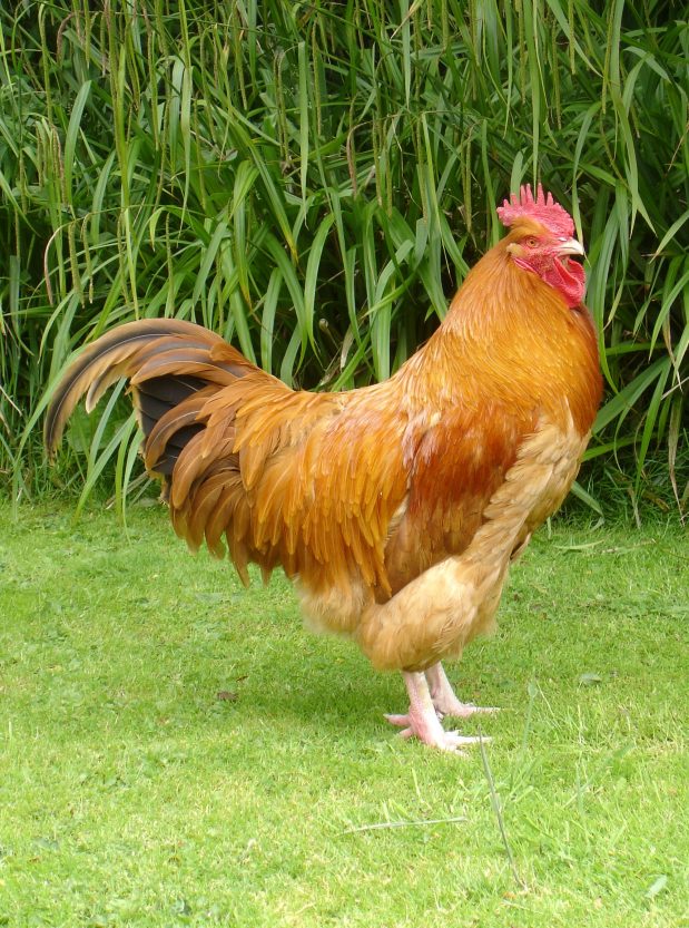 Lincolnshire Buff Standard